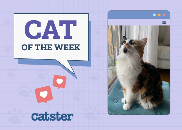 Catster Photo Contest: Cats of the Week Winners (January 29, 2026 ...