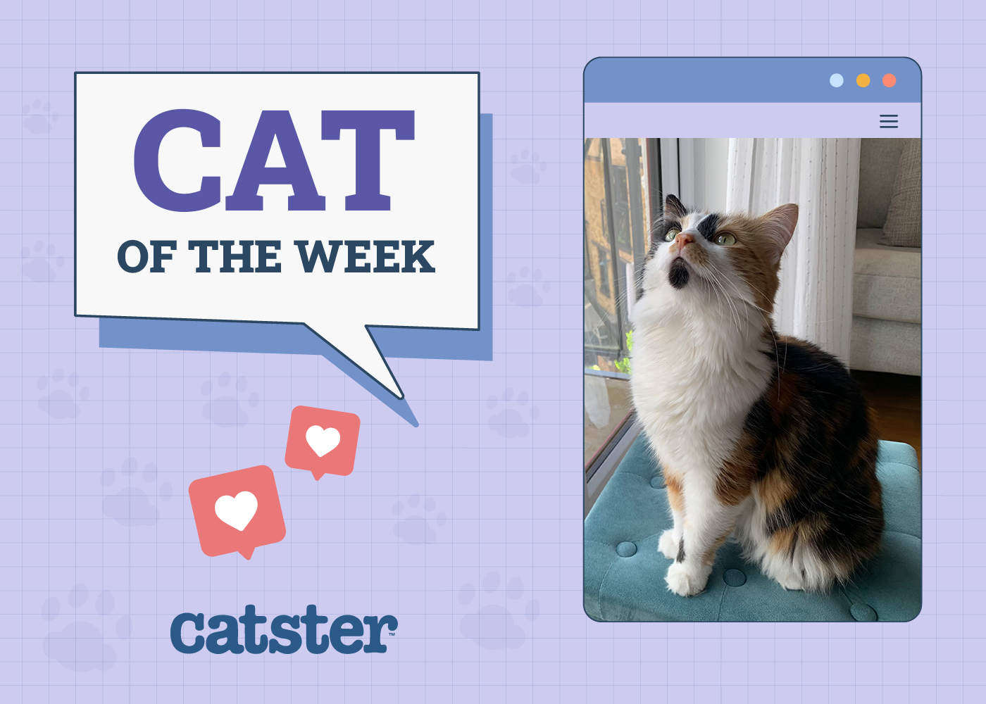 Catster Photo Contest: Cats of the Week Winners (January 29, 2026 ...