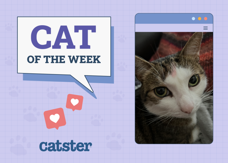 Catster Photo Contest: Cats of the Week Winners (January 8, 2026) - Catster