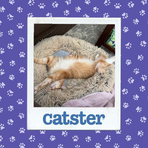 Catster Photo Contest: Cats of the Week Winners (January 8, 2026) - Catster