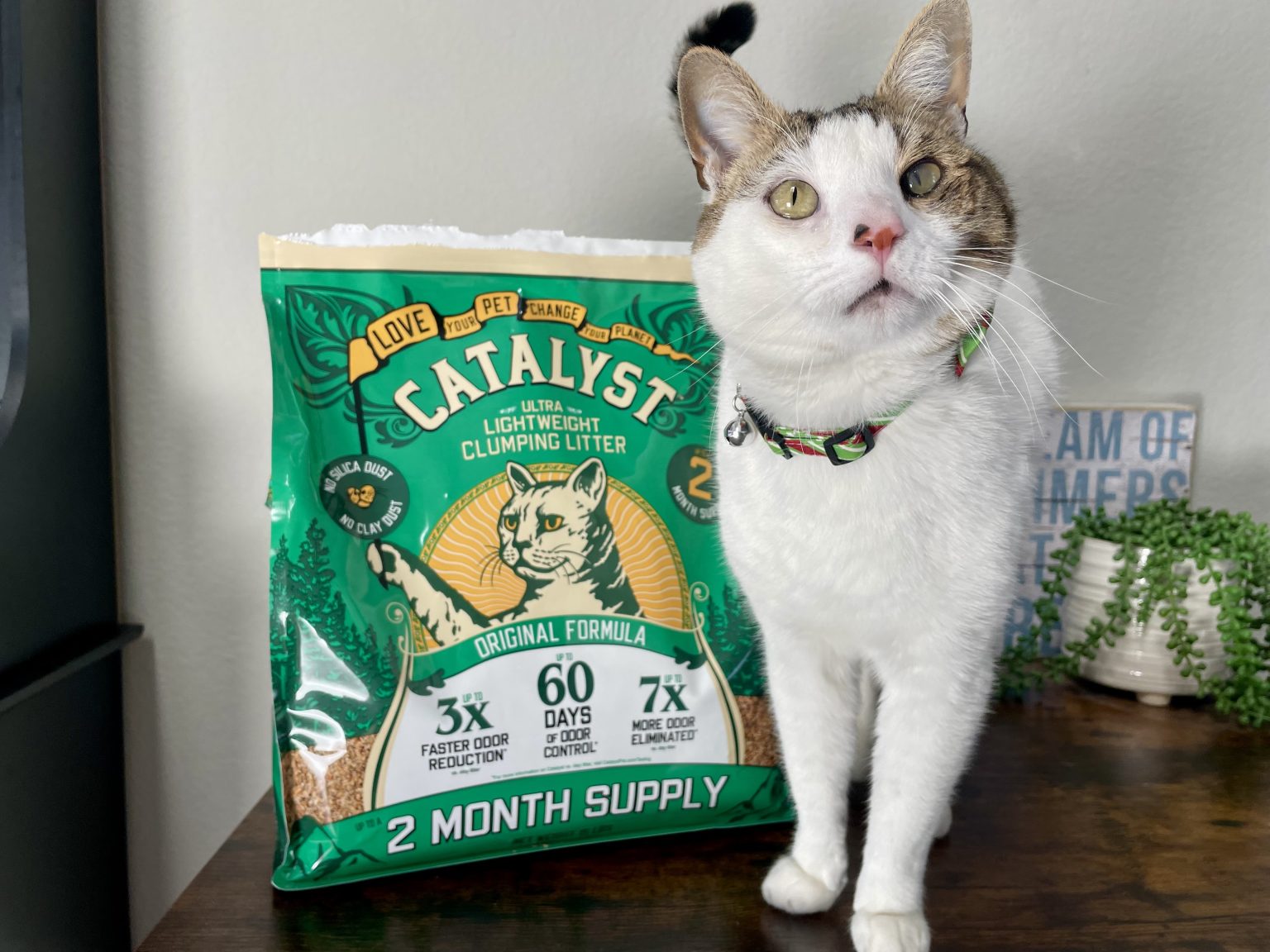 Catalyst Pet Litter Review: Our Expert’s Opinion 2026 - Catster
