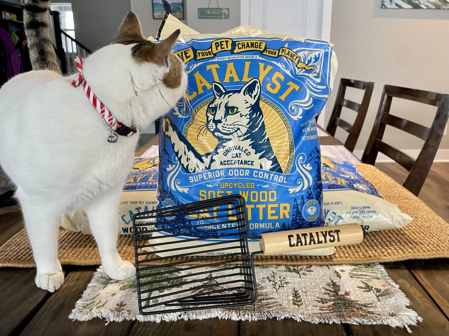 Catalyst Pet Litter Review: Our Expert’s Opinion 2026 - Catster