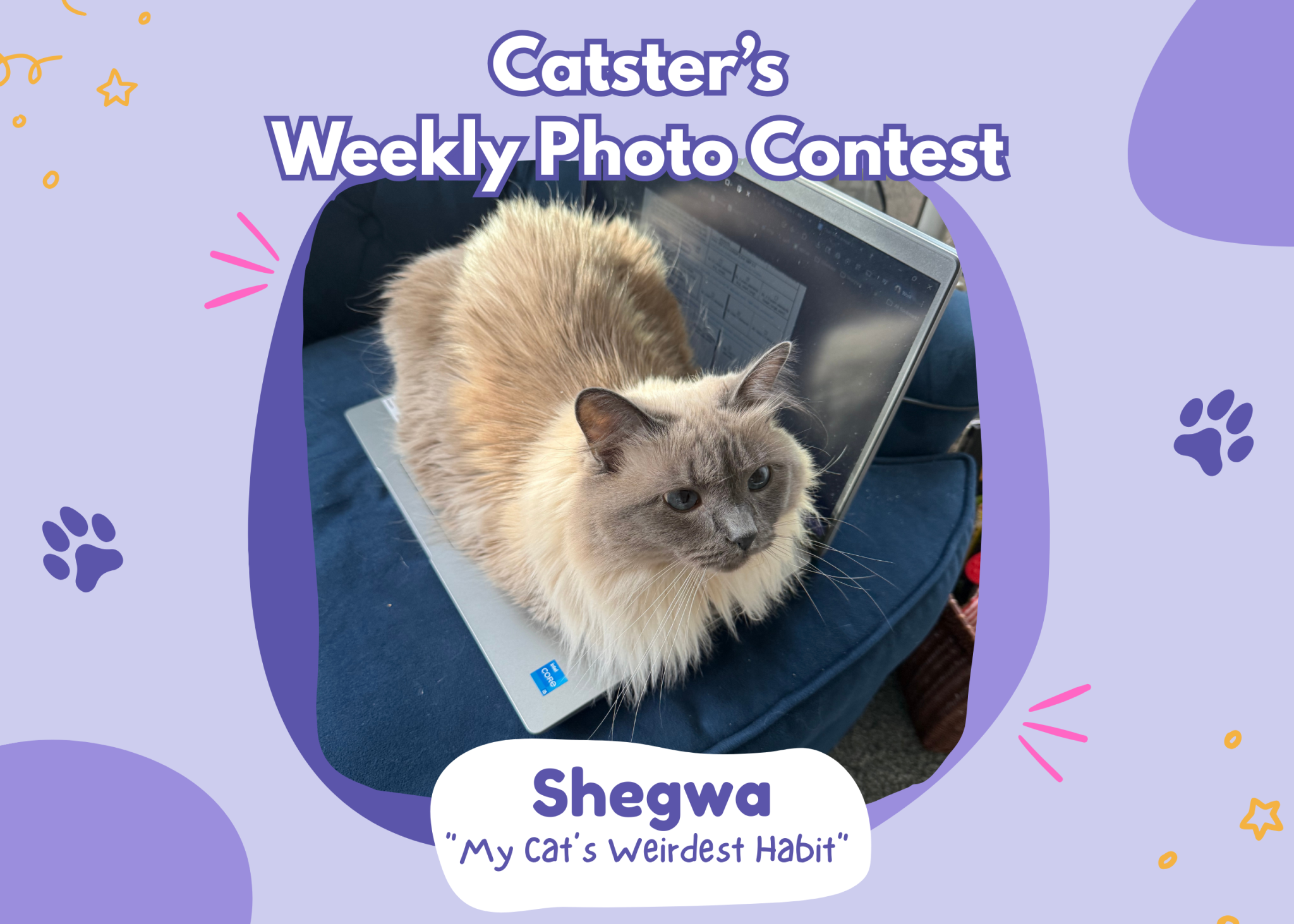 Catster’s Weekly Photo Contest Winners: My Cat’s Weirdest Habit ...
