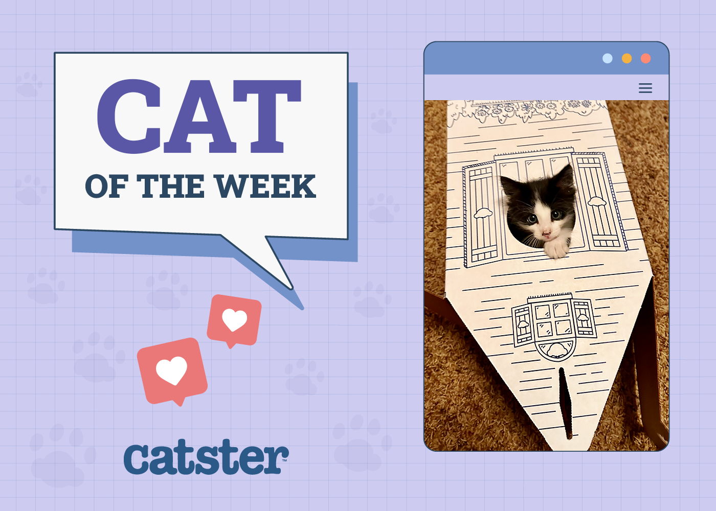 Catster Photo Contest: Cats of the Week Winners (February 5, 2026 ...