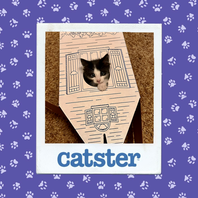 Catster Photo Contest: Cats of the Week Winners (February 5, 2026 ...