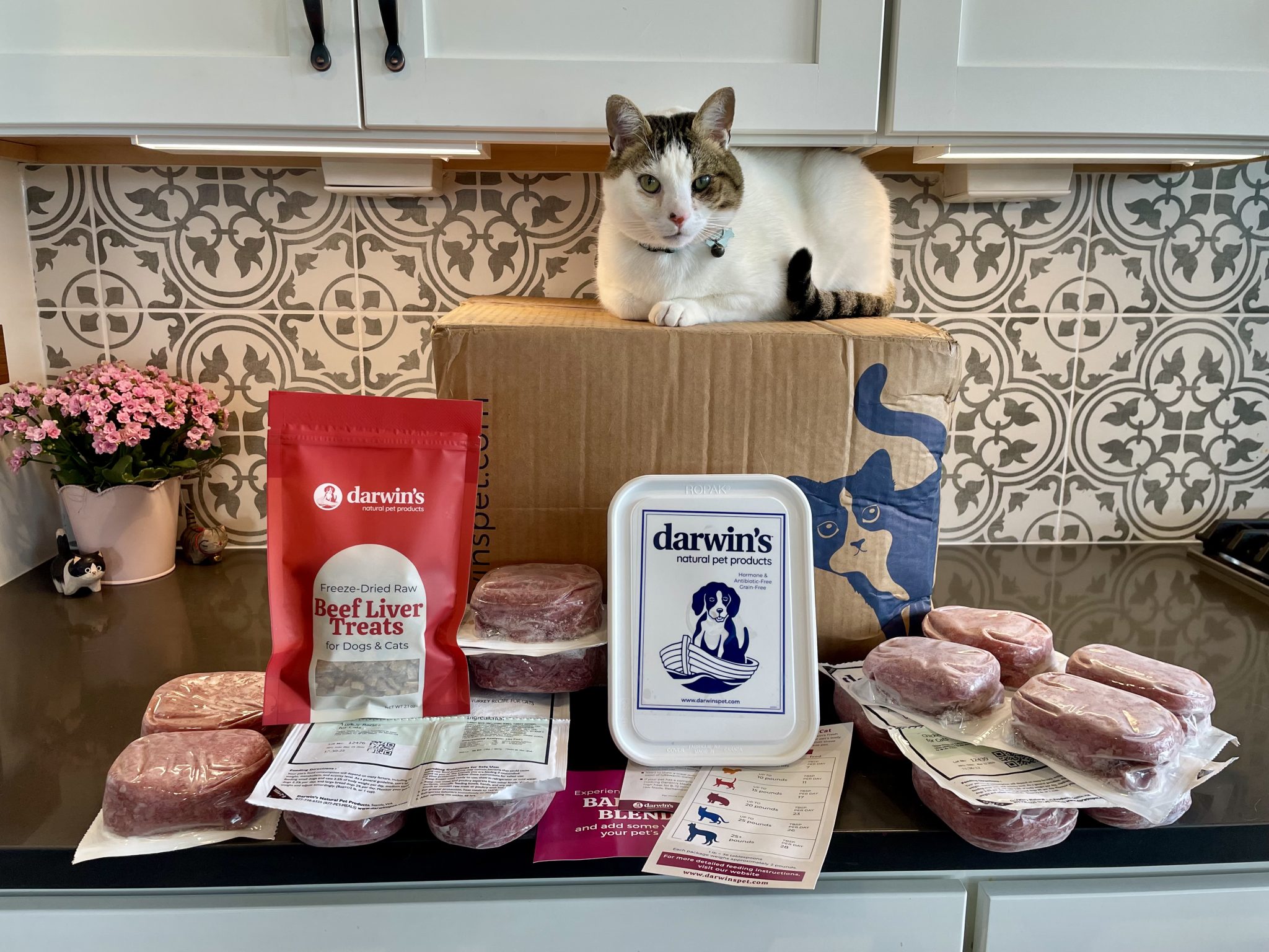 Darwin’s Pet Cat Food Review 2026: Pros, Cons & Final Verdict - Catster