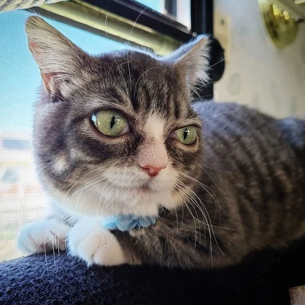 How One Tiny Rescue Cat Inspired a Bigger Mission - Meet Miss Winky ...