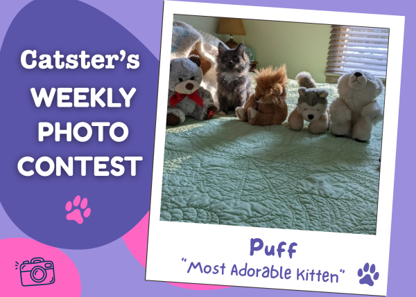 Catster’s Weekly Photo Contest Winners: Most Adorable Kitten (June 8 ...